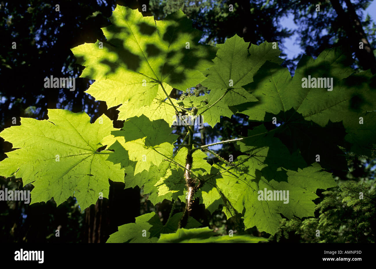 prickly bush in the temperate rainforest of the american westcoast ...