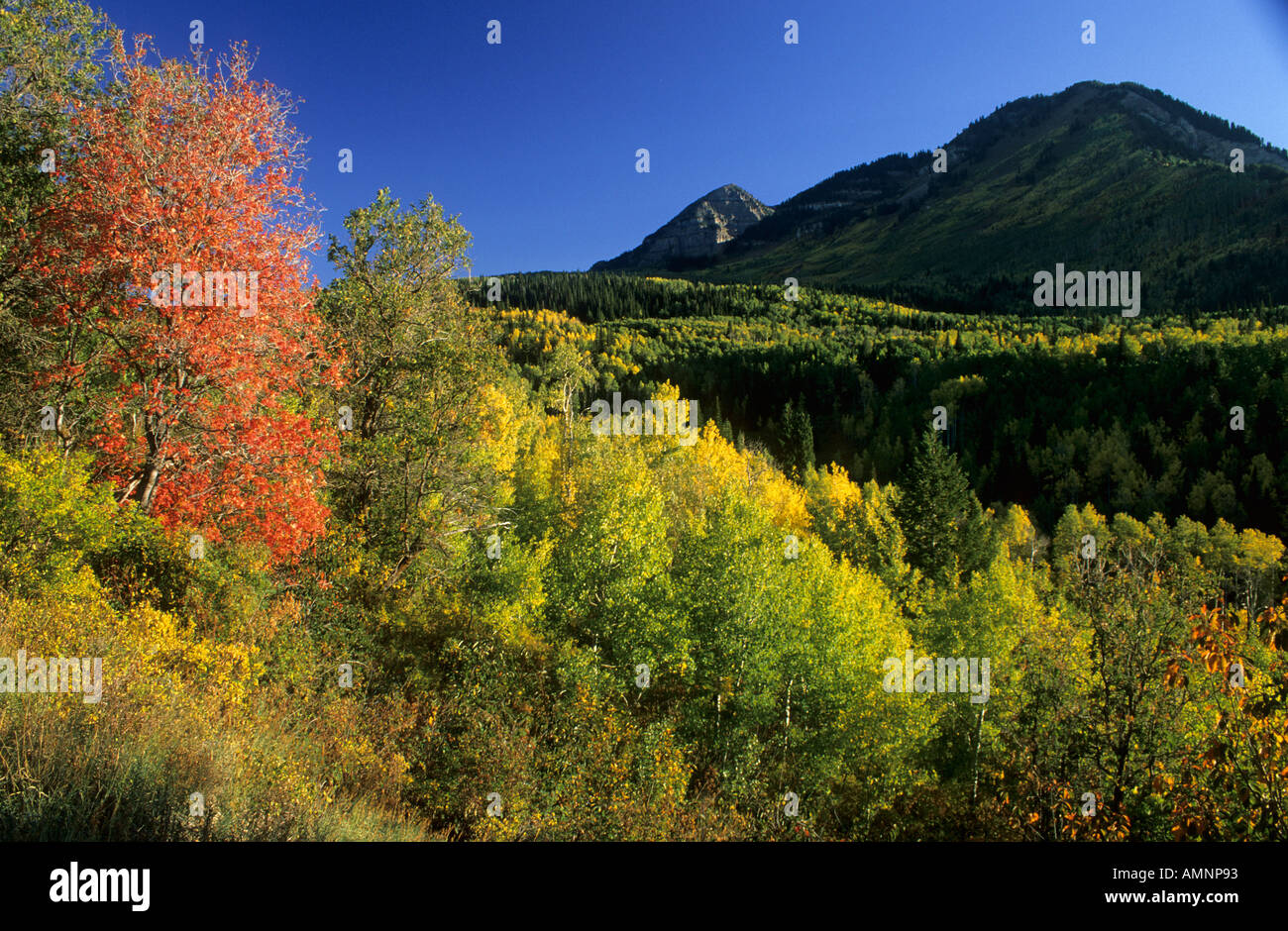 fall coloured forest in the Wasatch Range Alpine Loop Stock Photo - Alamy