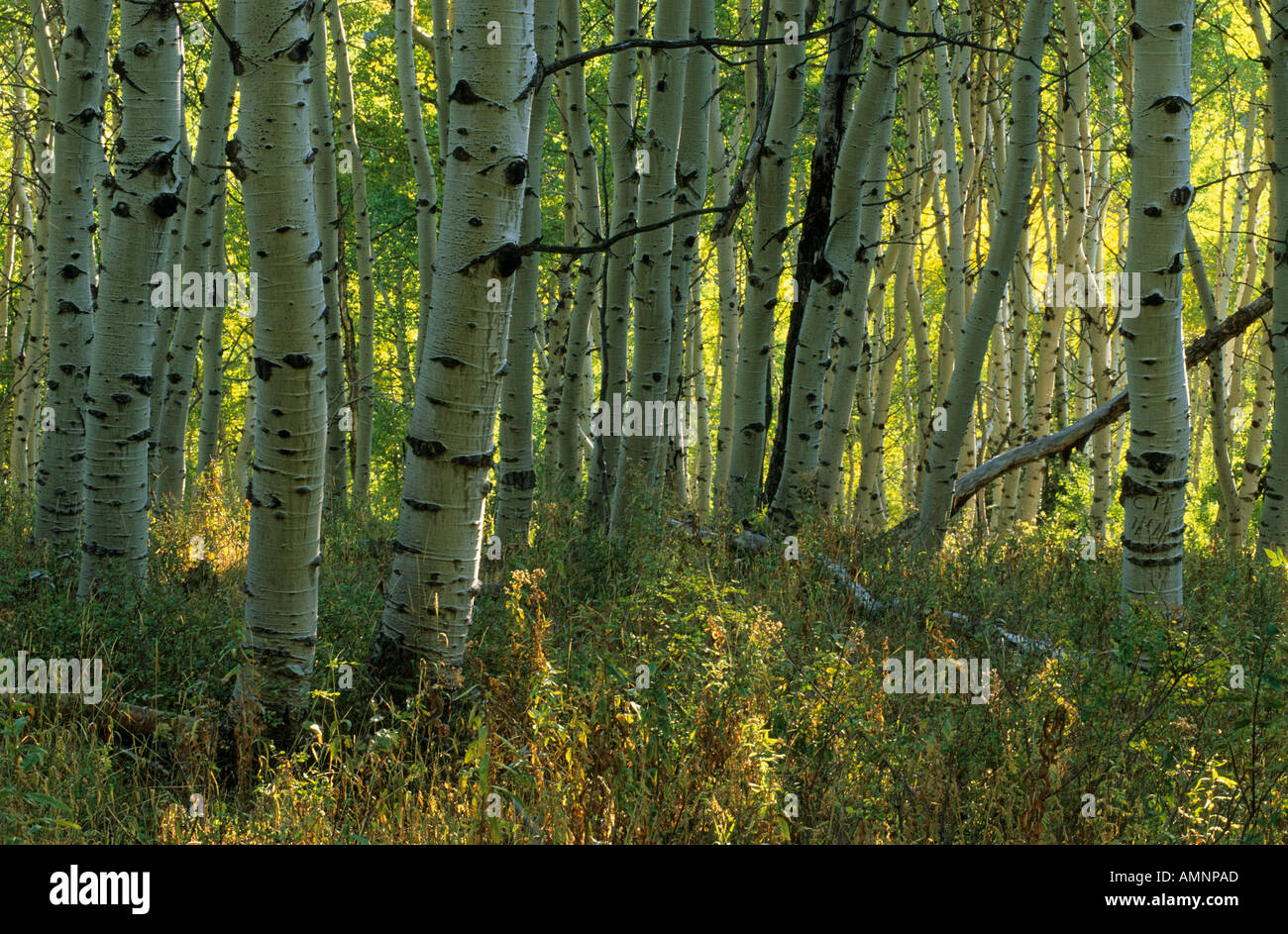 fall coloured forest in the Wasatch Range Alpine Loop Stock Photo - Alamy