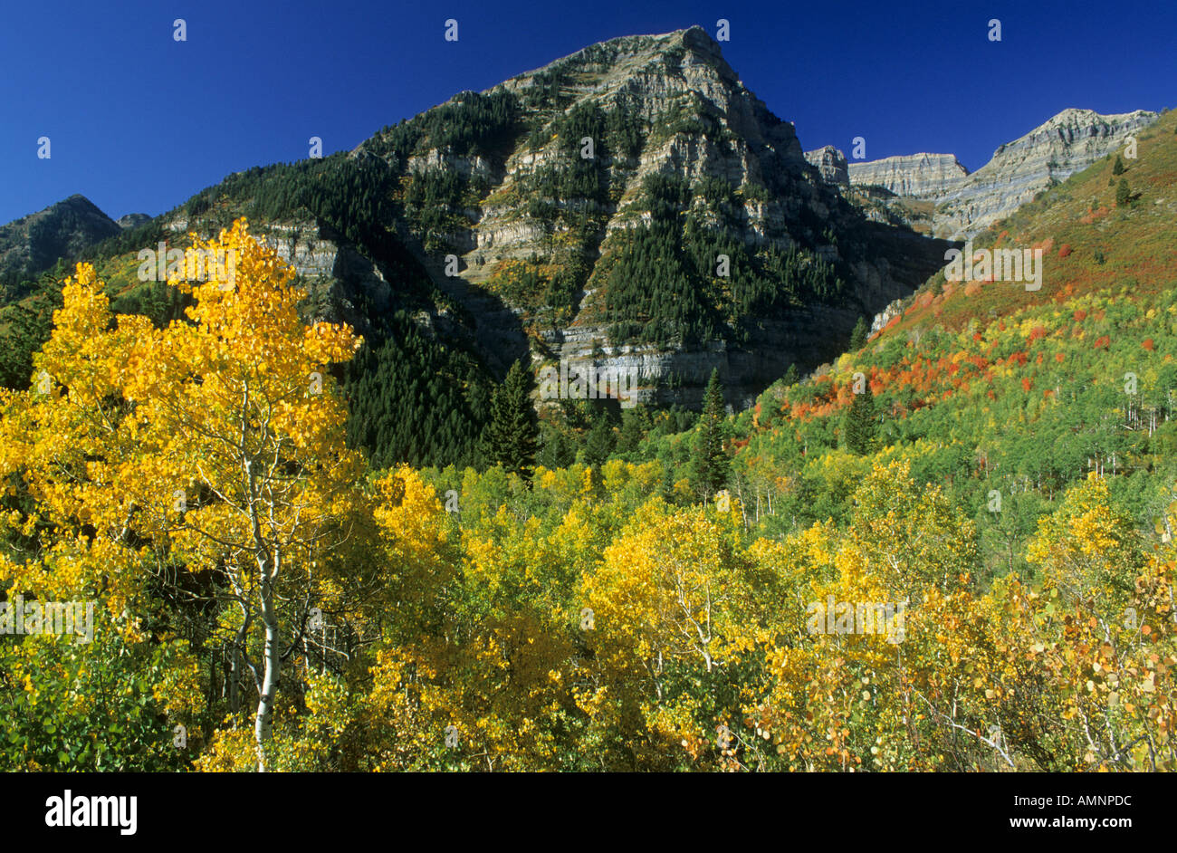 fall coloured forest in the Wasatch Range Alpine Loop Stock Photo - Alamy