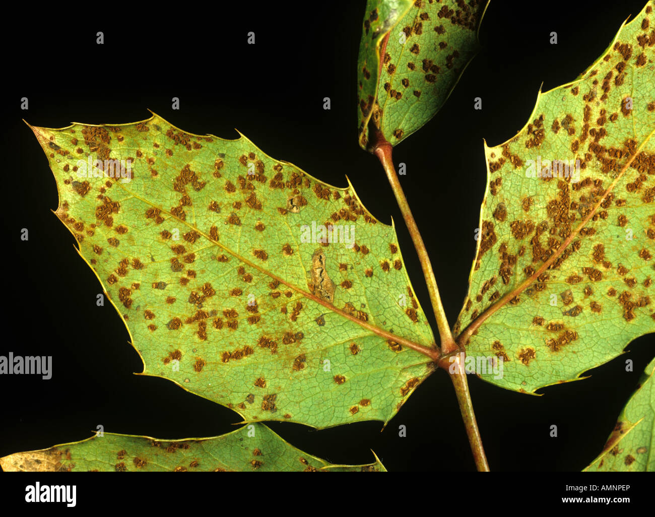 Cummidiella hi-res stock photography and images - Alamy