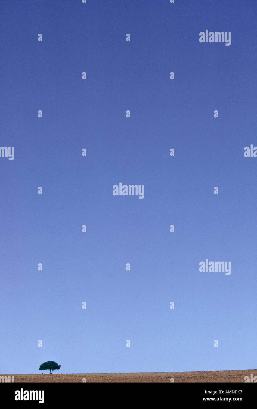 Tree on Horizon, South Africa Stock Photo - Alamy