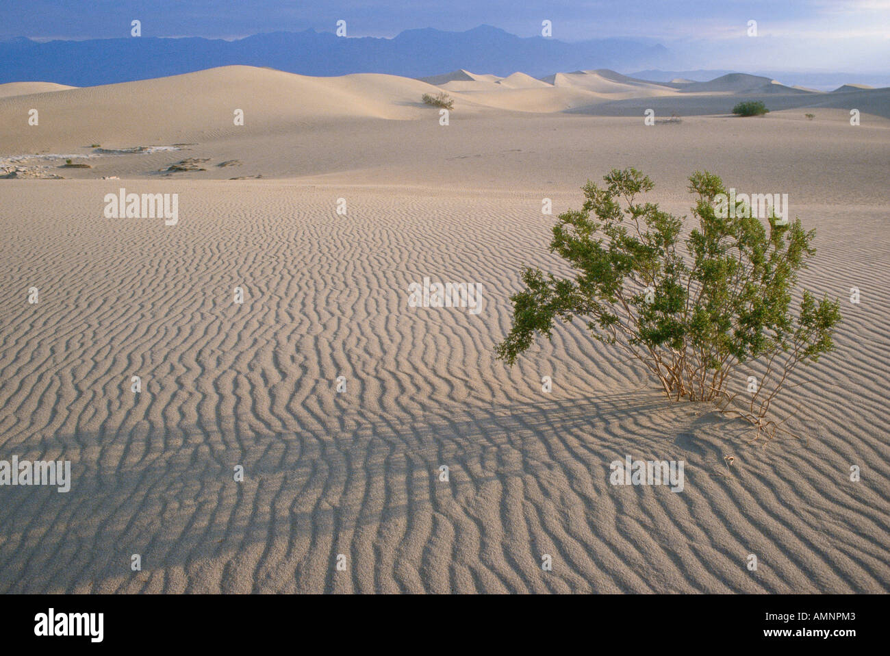 Tree in Desert, Death Valley, California, USA Stock Photo - Alamy