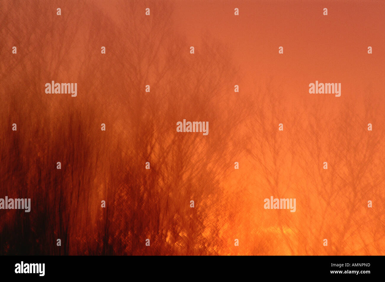 Canadian tree canopy hi-res stock photography and images - Alamy