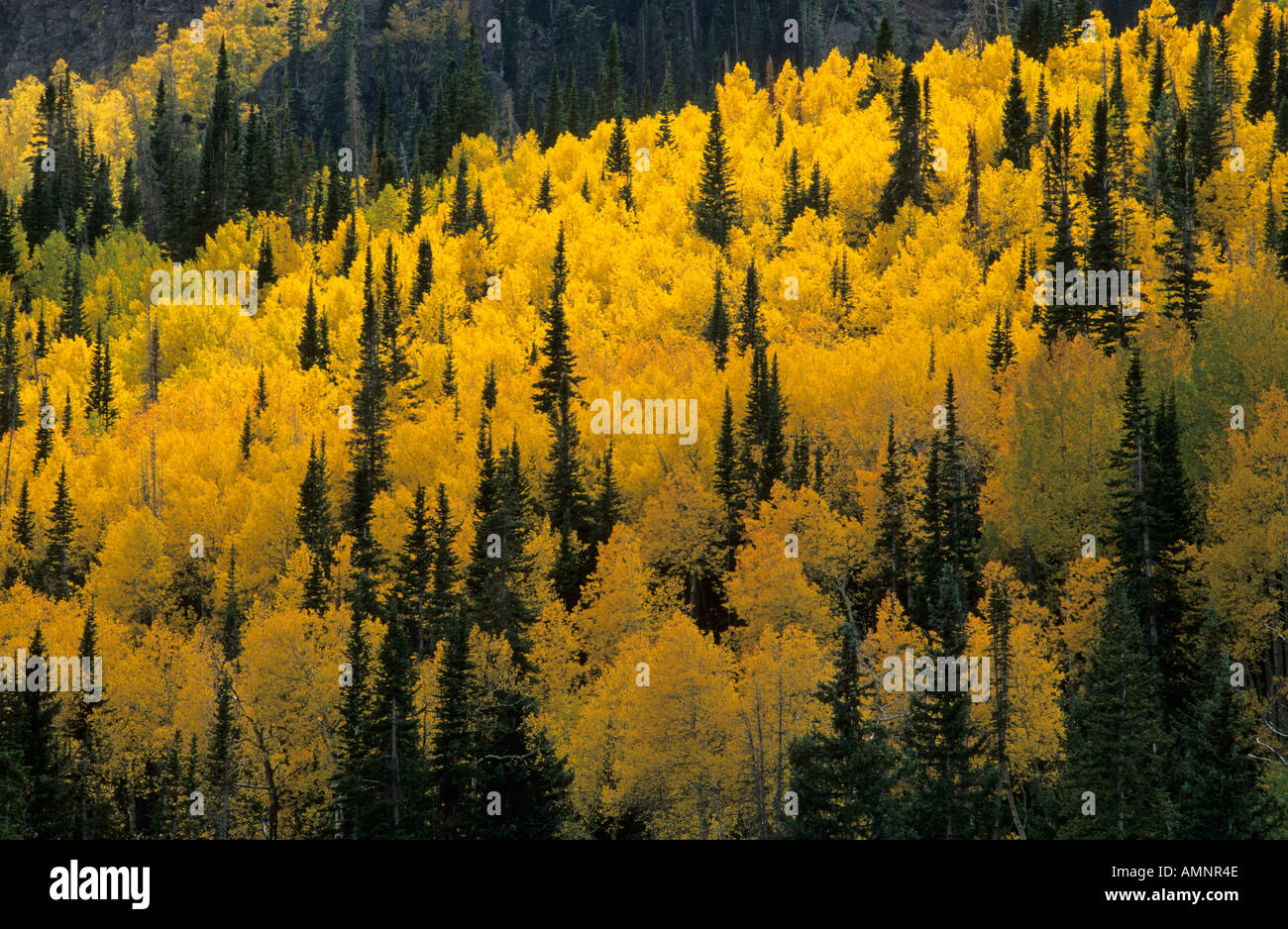 fall coloured forest in the Wasatch Range Alpine Loop Stock Photo - Alamy