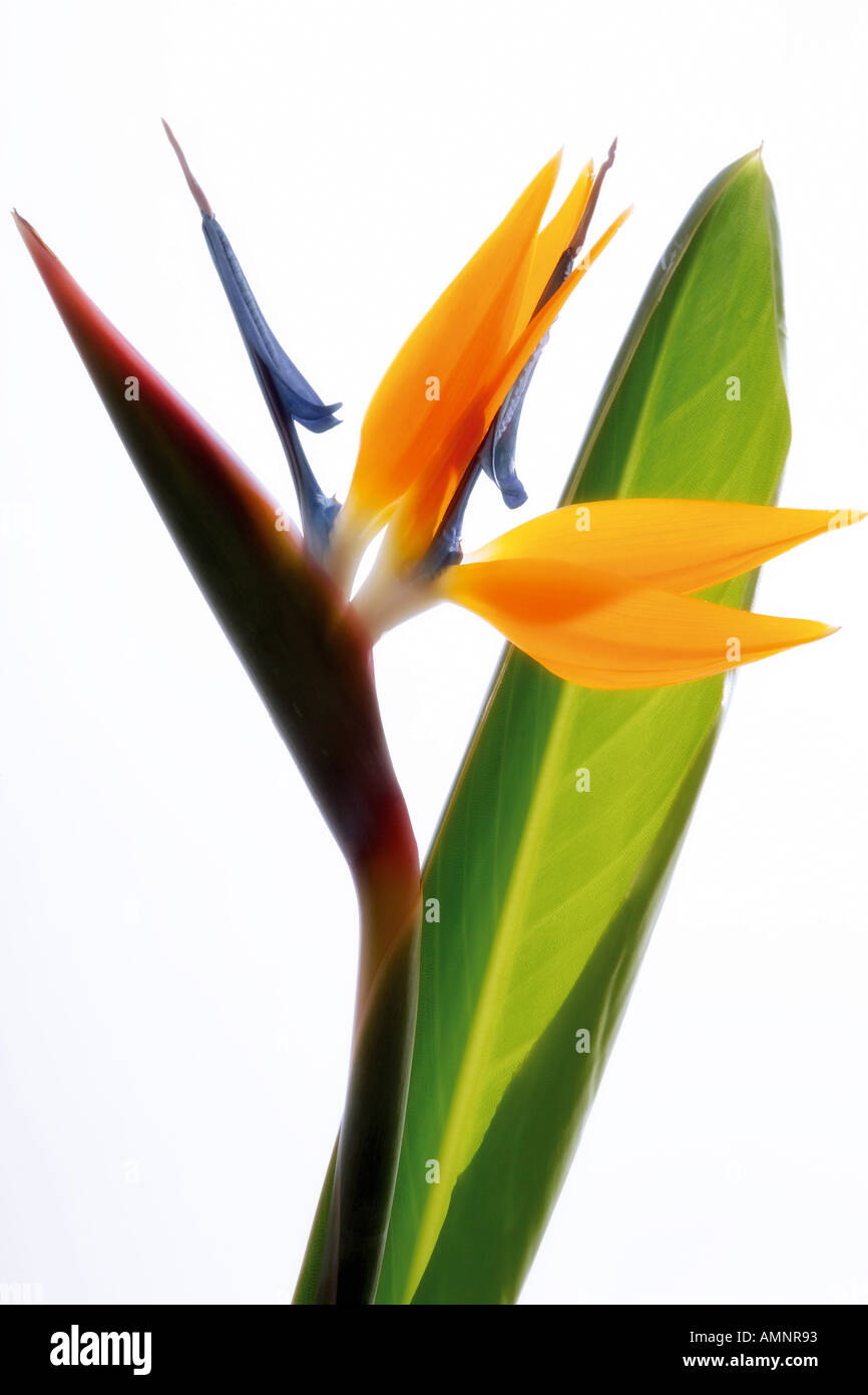 Head flower Cut Out Stock Images & Pictures - Alamy