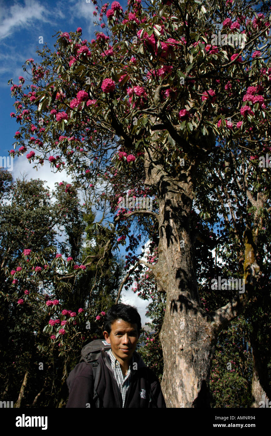 Nepali stands in front of a tall flowering Rhododendron tree Annapurna ...