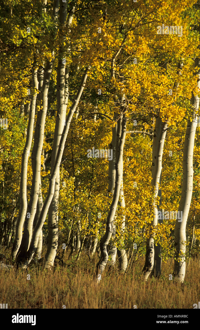 fall coloured aspen trees in the Wasatch Range Stock Photo - Alamy
