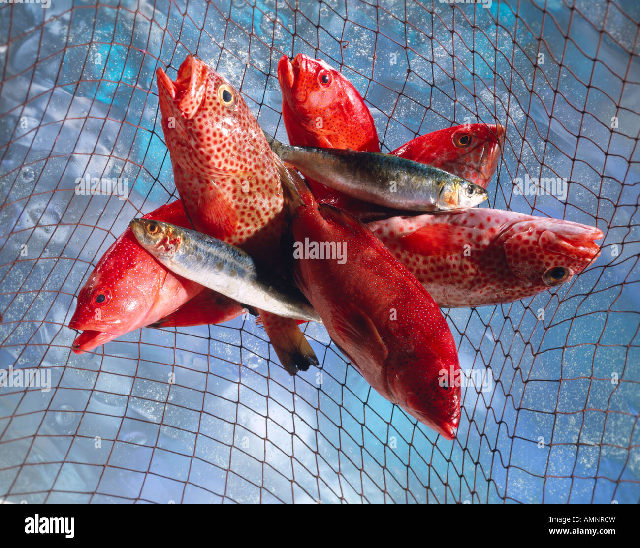 Mullet fish hi-res stock photography and images - Alamy