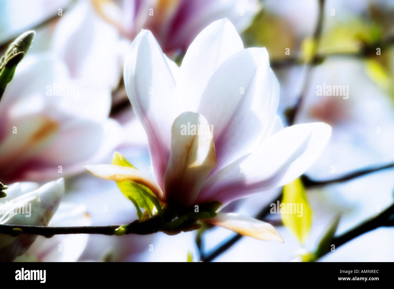 Magnolia tree without flowers hi-res stock photography and images - Alamy
