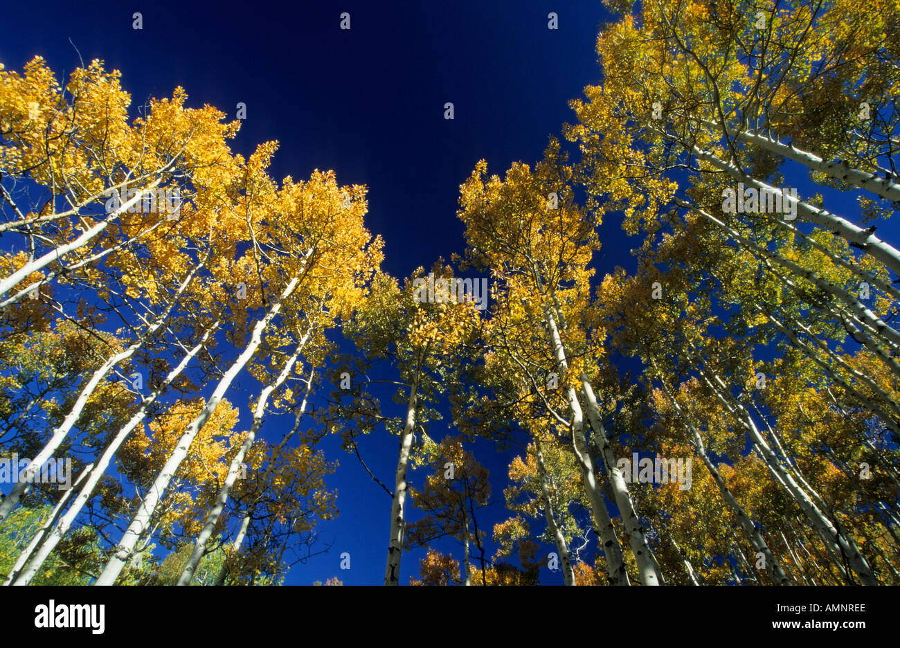 fall coloured aspen trees in the Wasatch Range Stock Photo - Alamy
