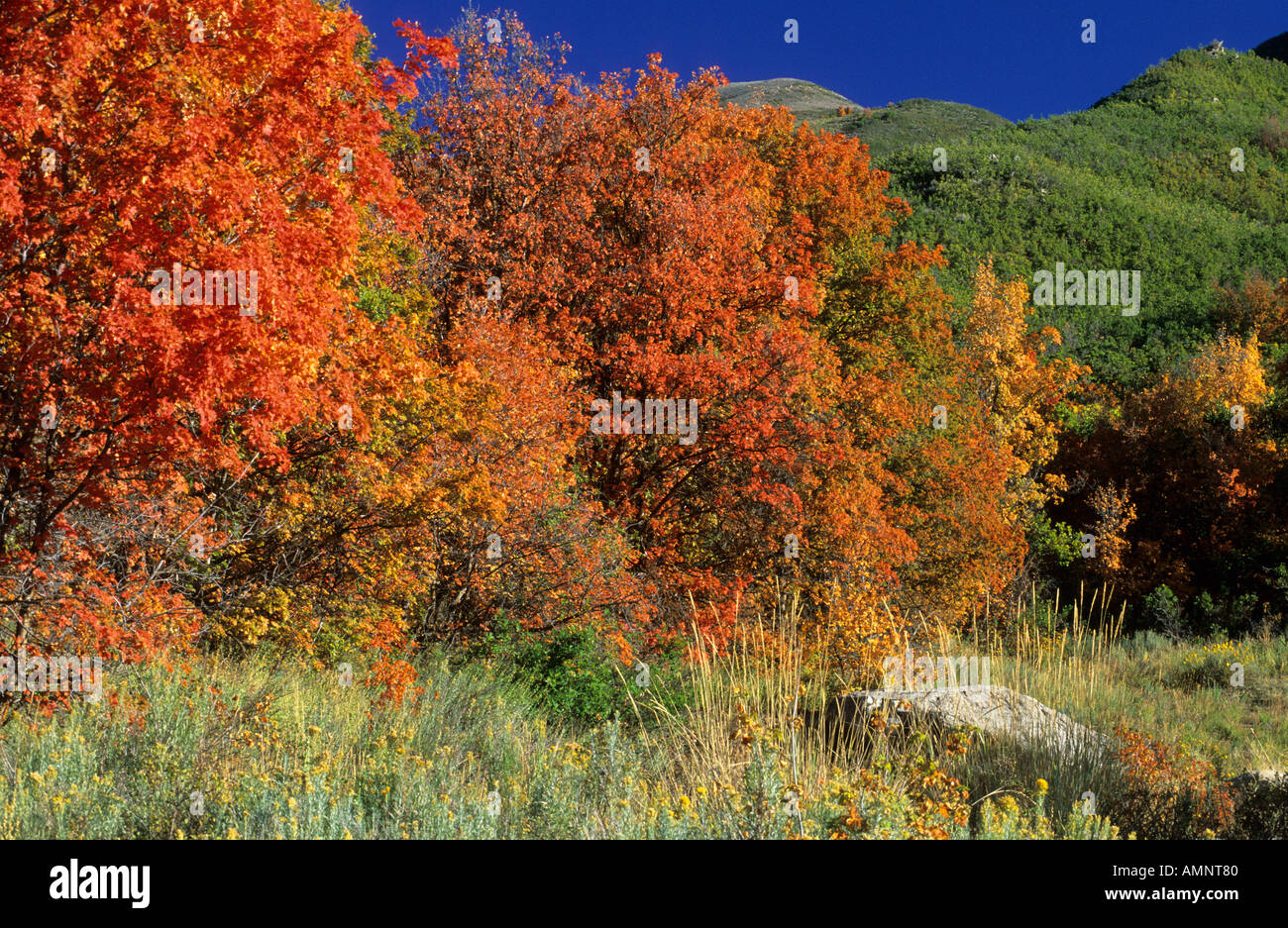 Maple trees in wasatch mountains hi-res stock photography and images ...
