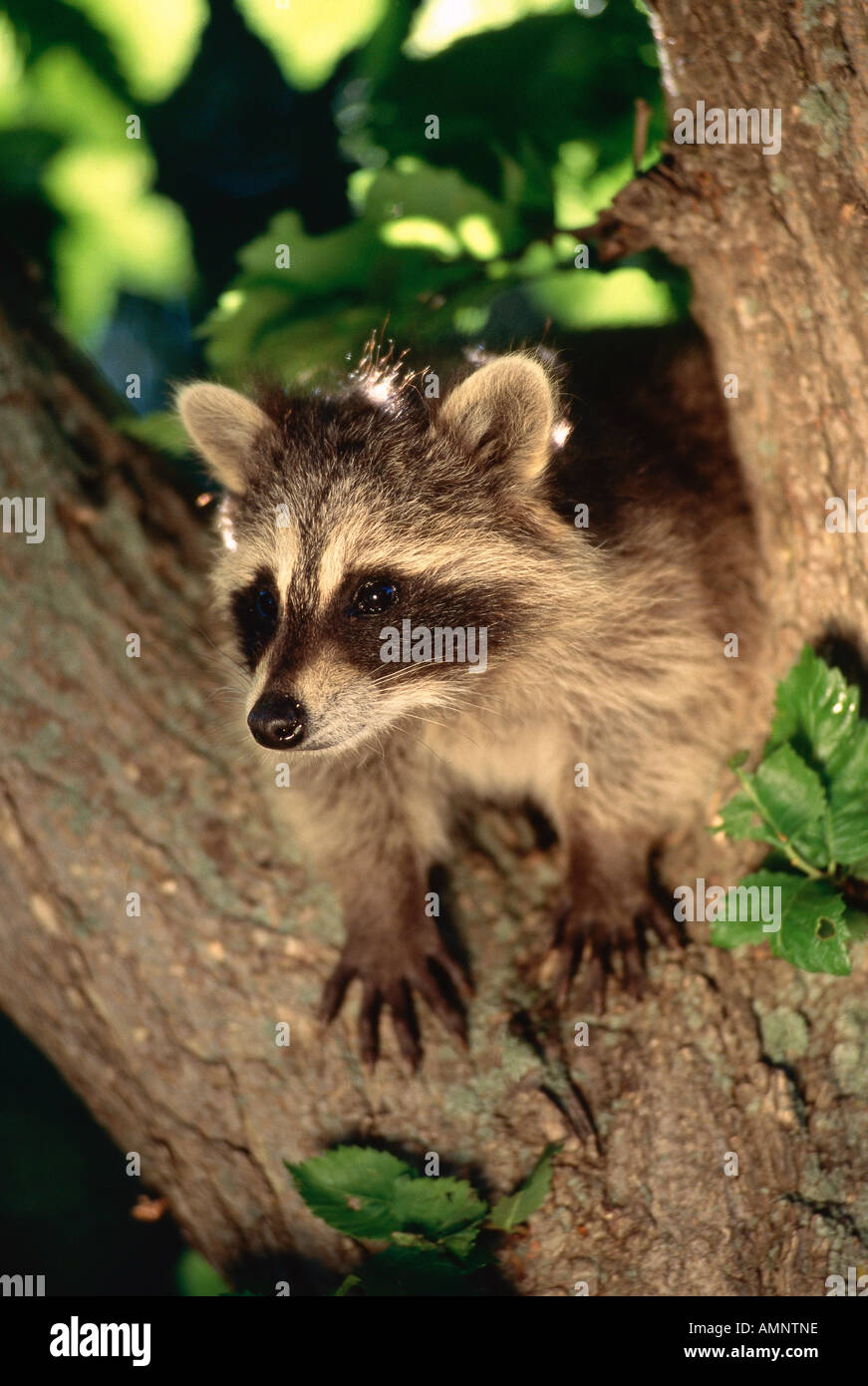 Young Raccoon in Tree, Alberta, Canada Stock Photo - Alamy