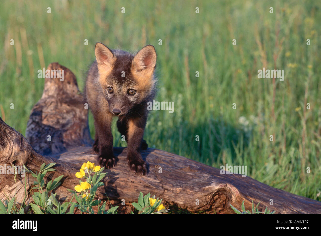 Young Red Fox, Alberta, Canada Stock Photo - Alamy