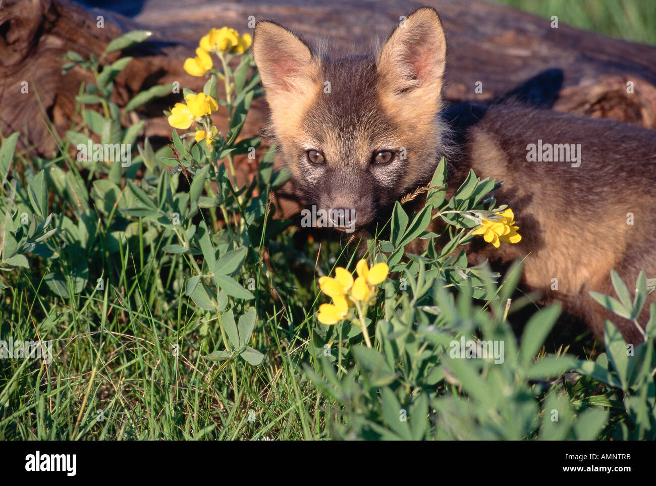 Young Red Fox, Alberta, Canada Stock Photo - Alamy