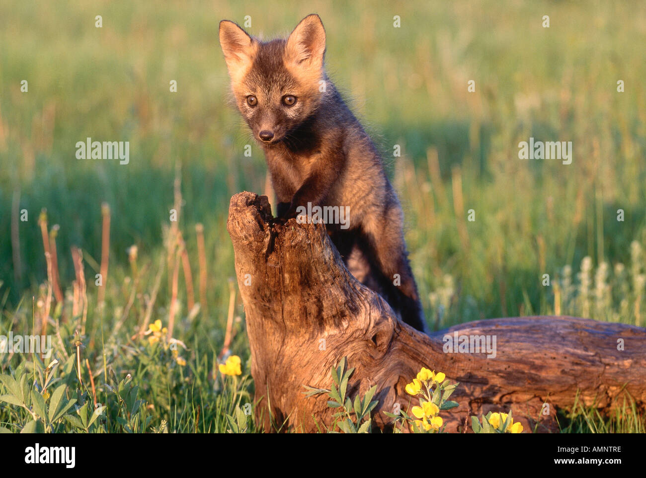 Cute fox head flower hi-res stock photography and images - Alamy
