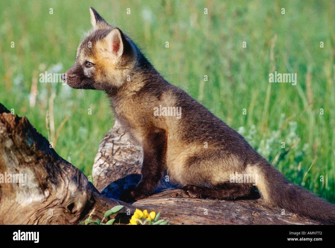 Young Red Fox, Alberta, Canada Stock Photo - Alamy