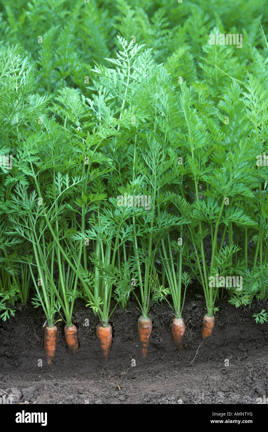 Roots soil close up hi-res stock photography and images - Alamy