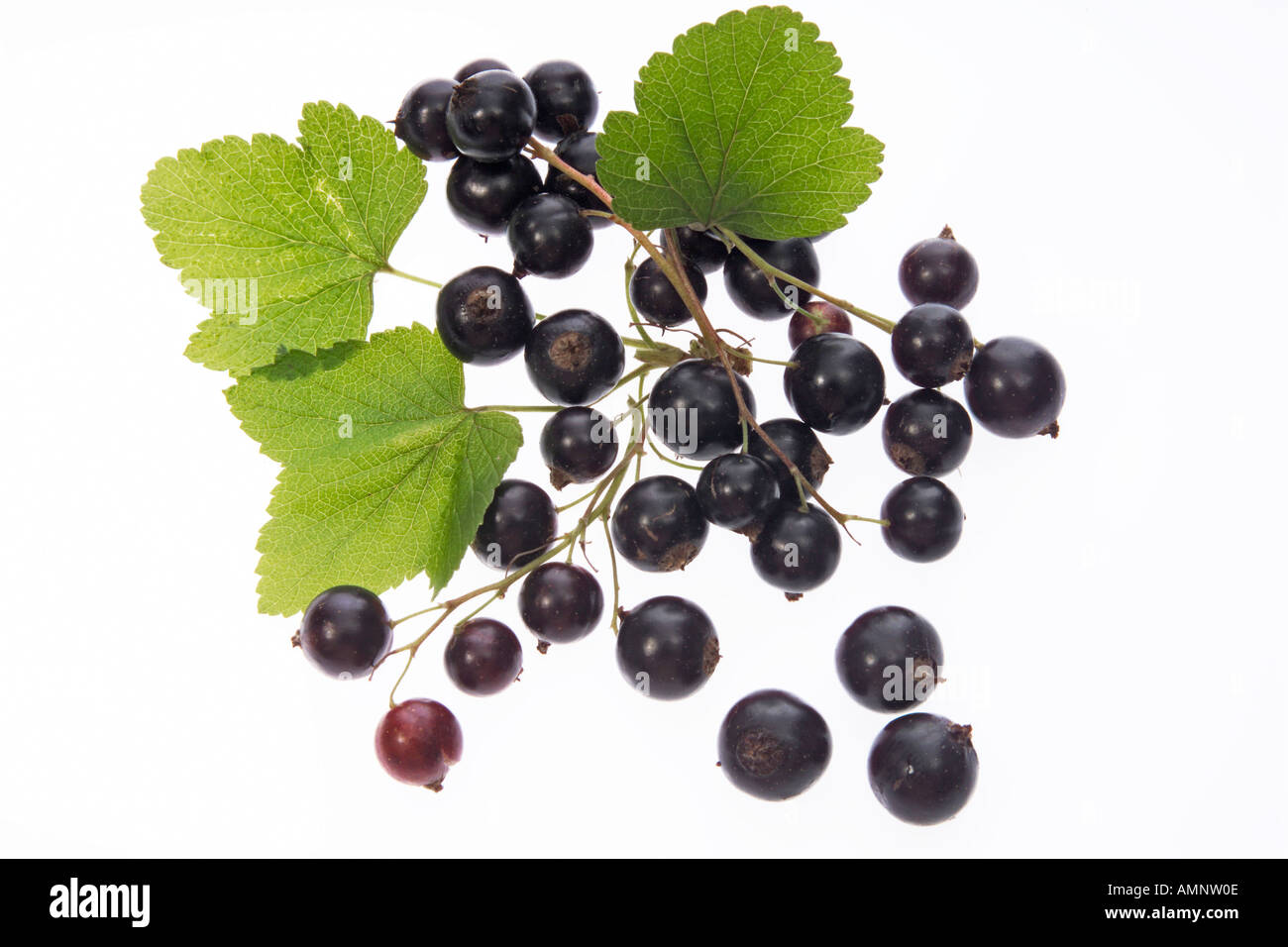 black currants, cut-out, white background Stock Photo - Alamy