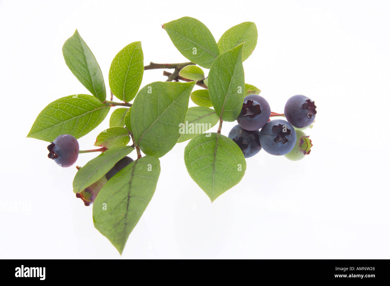 blueberries, cut-out, white background Stock Photo - Alamy