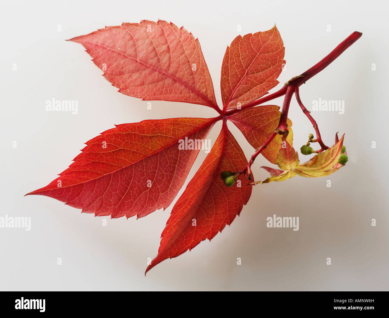 Autumn leaf. Single fall leaf against white. Natural colors and ...