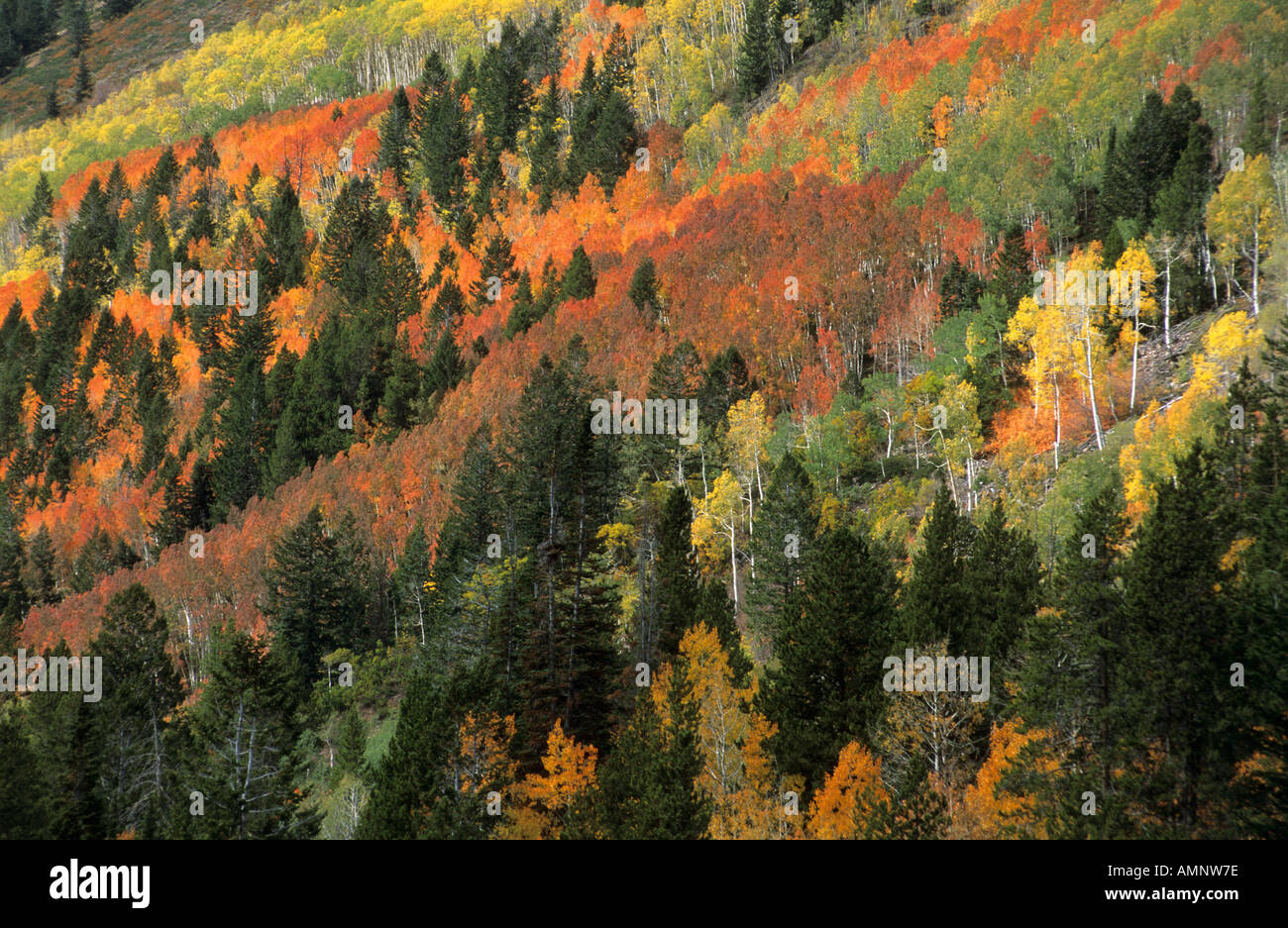 fall coloured aspen trees in the Uinta Mountains Stock Photo - Alamy