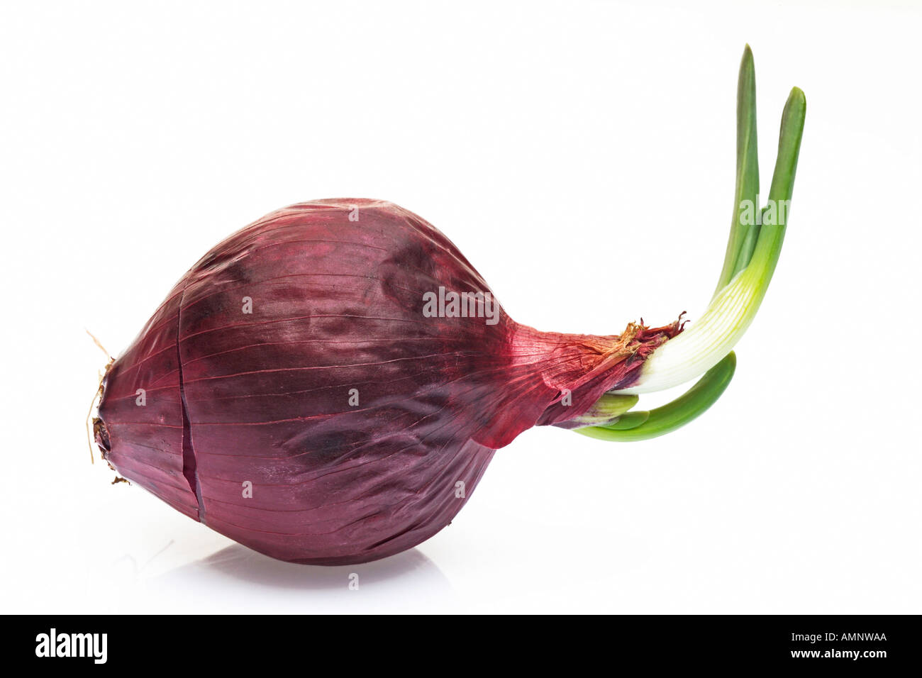 Onion sprouting germ hi-res stock photography and images - Alamy