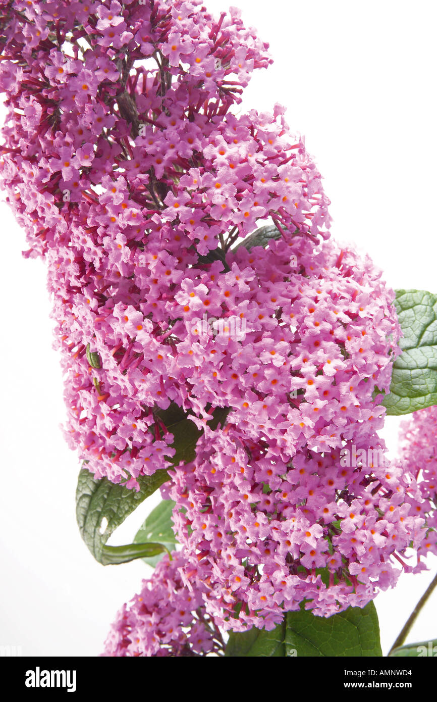 Lilac flower cut out hi-res stock photography and images - Alamy