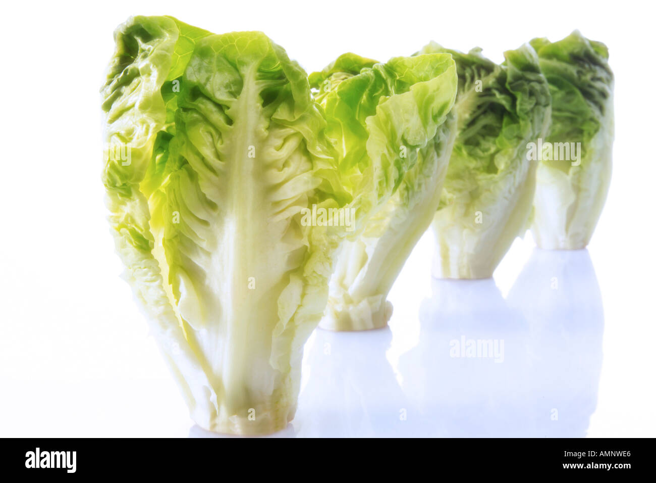 Romaine lettuce photos hi-res stock photography and images - Alamy