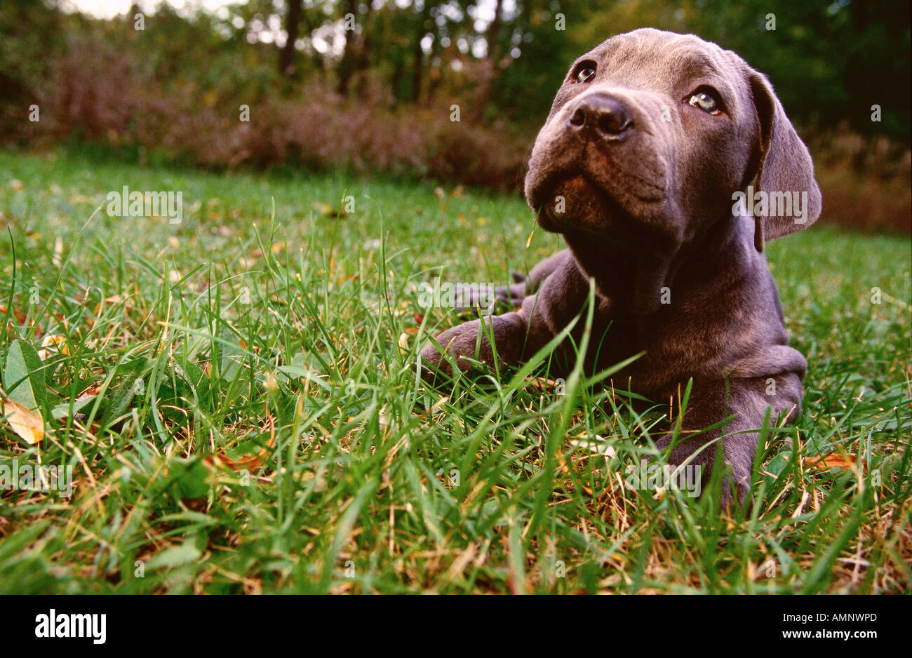 Neapolitan Mastiff Puppies High Resolution Stock Photography and Images ...