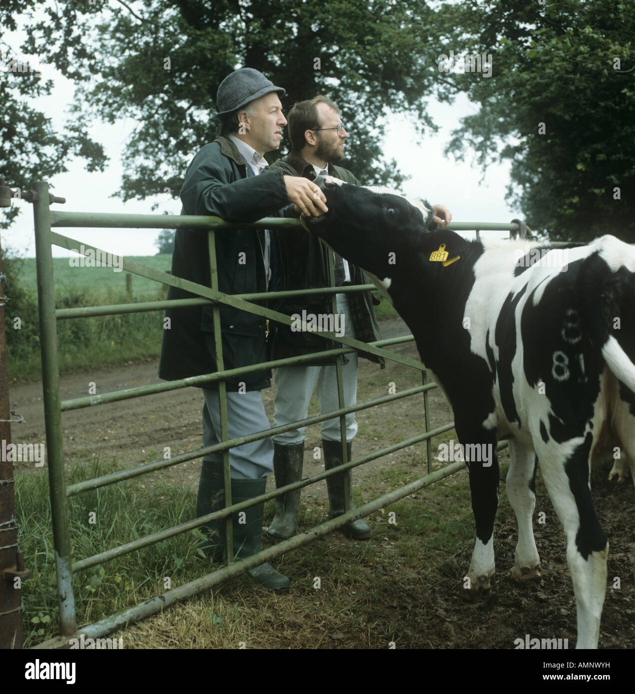 Farmer with adviser at farm gate with Holstein Friesian cows Hampshire ...