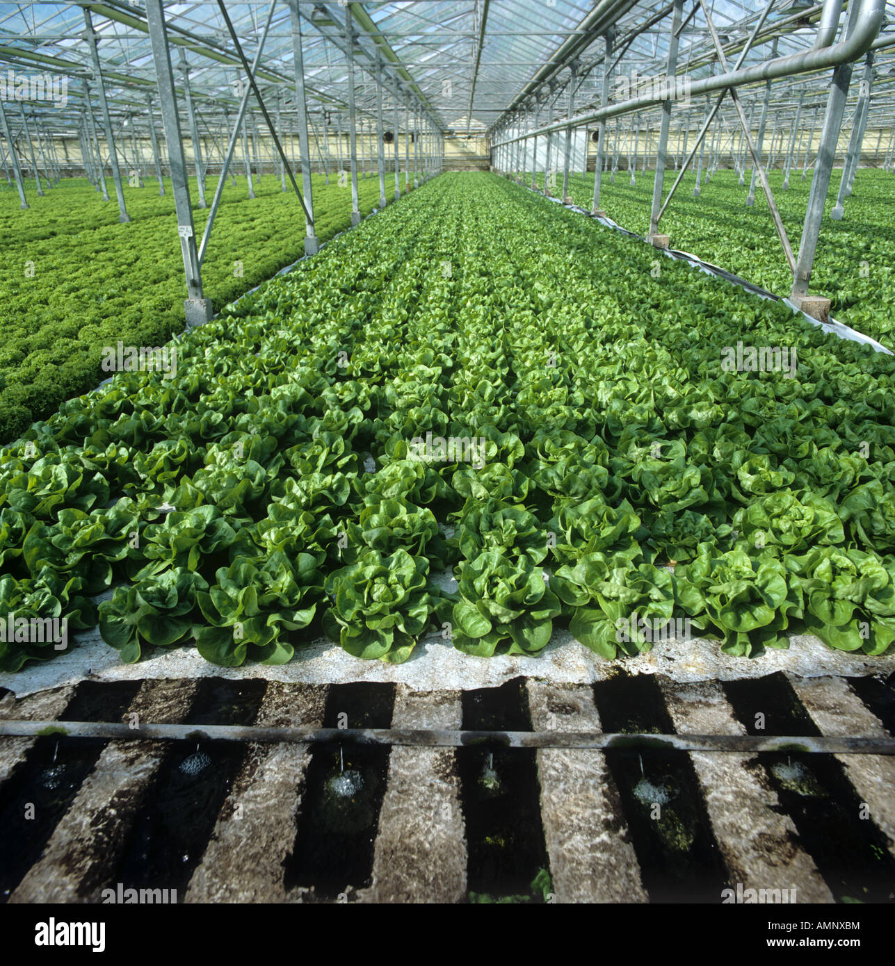 Hydroponic hi-res stock photography and images - Alamy