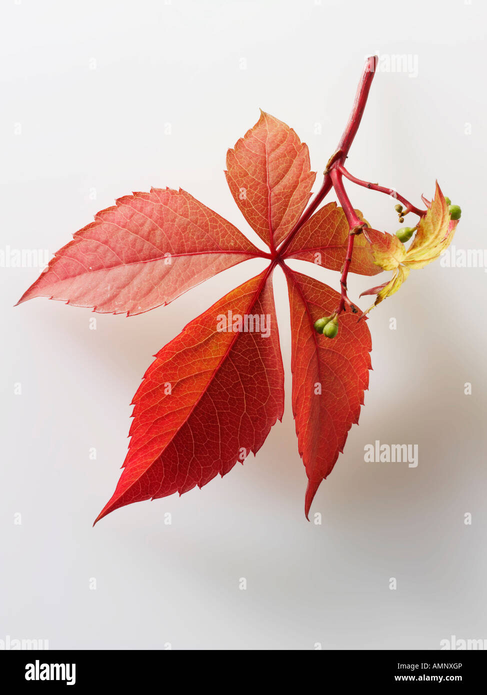 Individual single autumn Fall Leaf against white background. graphic ...
