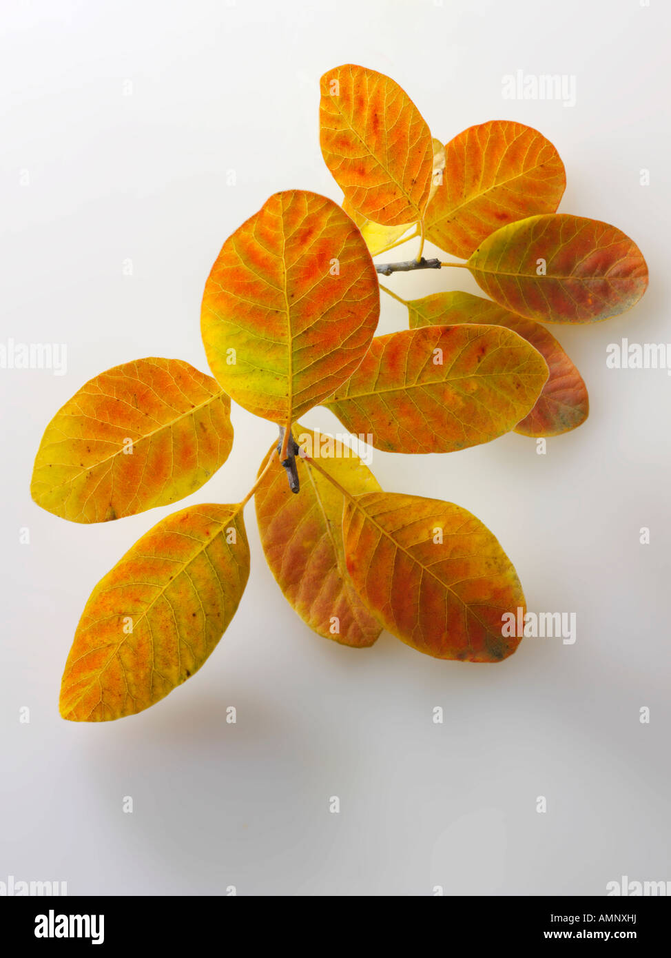 Individual single autumn Fall Leaf against white background. graphic ...
