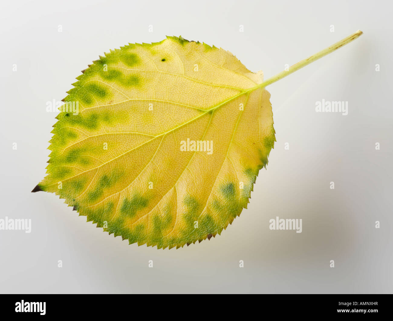 Individual single autumn Fall Leaf against white background. graphic ...