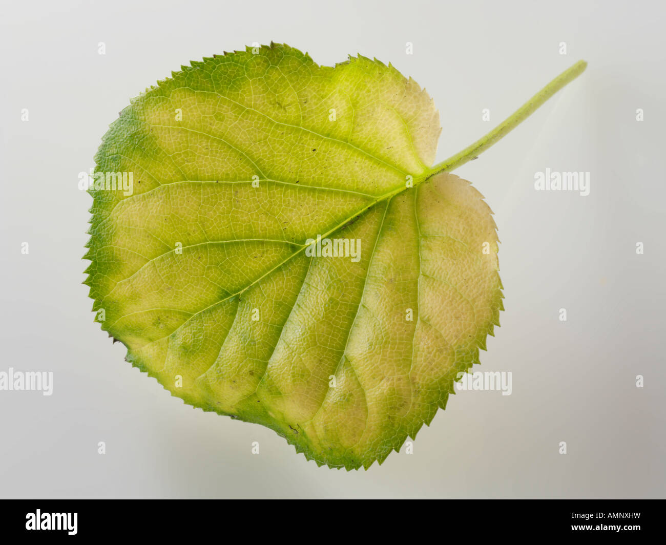 Individual single autumn Fall Leaf against white background. graphic ...