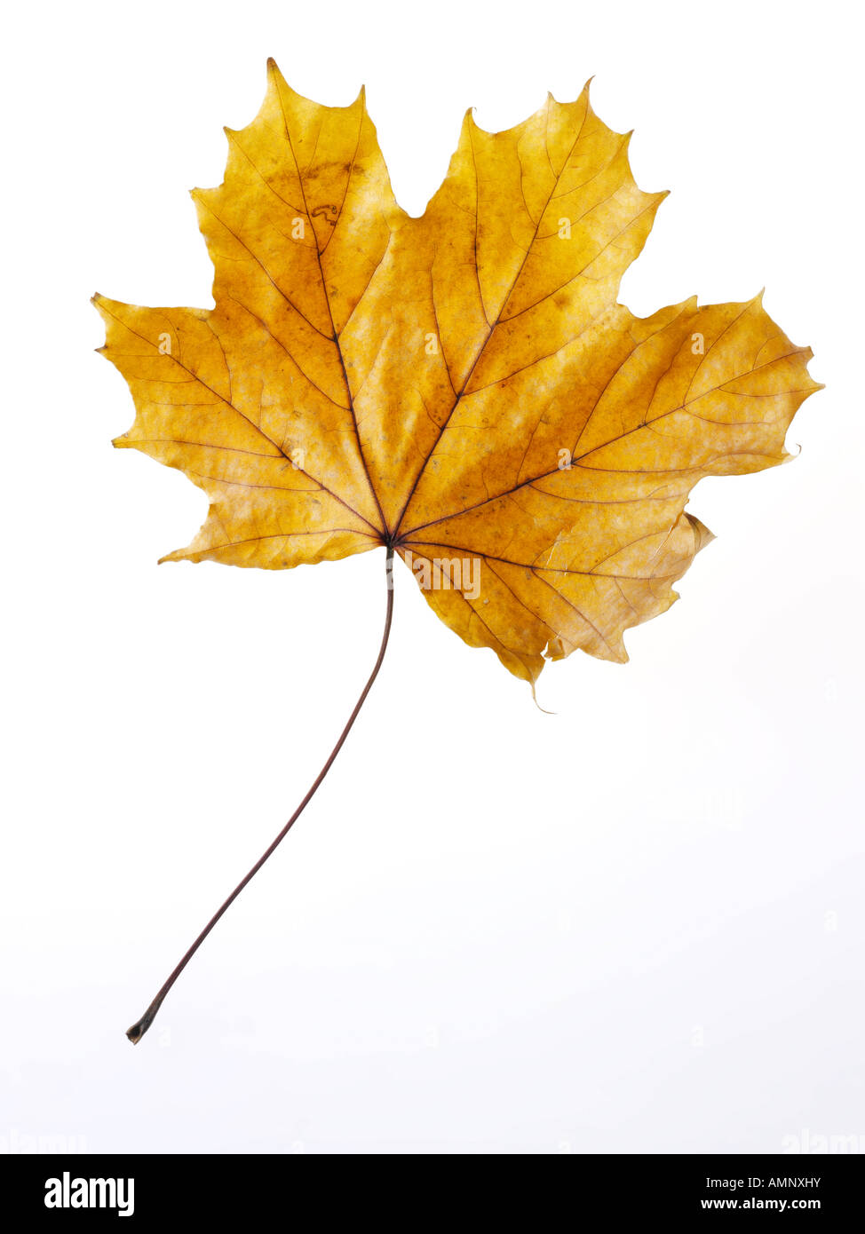 Individual single autumn Fall Leaf against white background. graphic ...