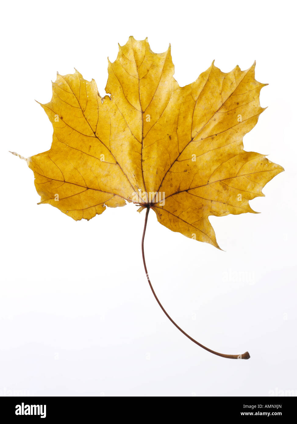 Individual single autumn Fall Leaf against white background. graphic ...