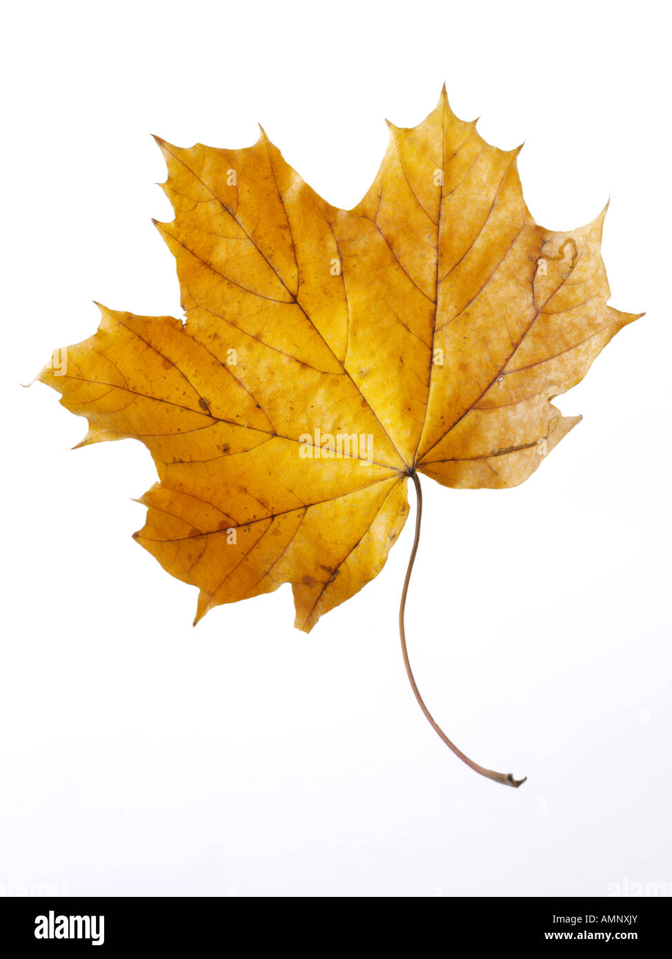 Individual single autumn Fall Leaf against white background. graphic ...
