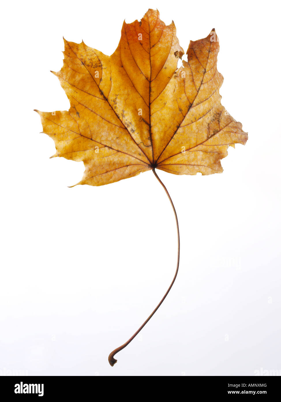 Individual single autumn Fall Leaf against white background. graphic ...