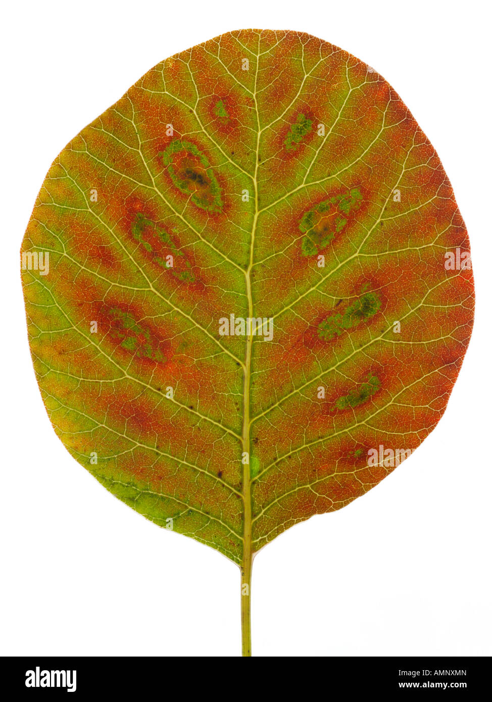 Individual single autumn Fall Leaf against white background. graphic ...