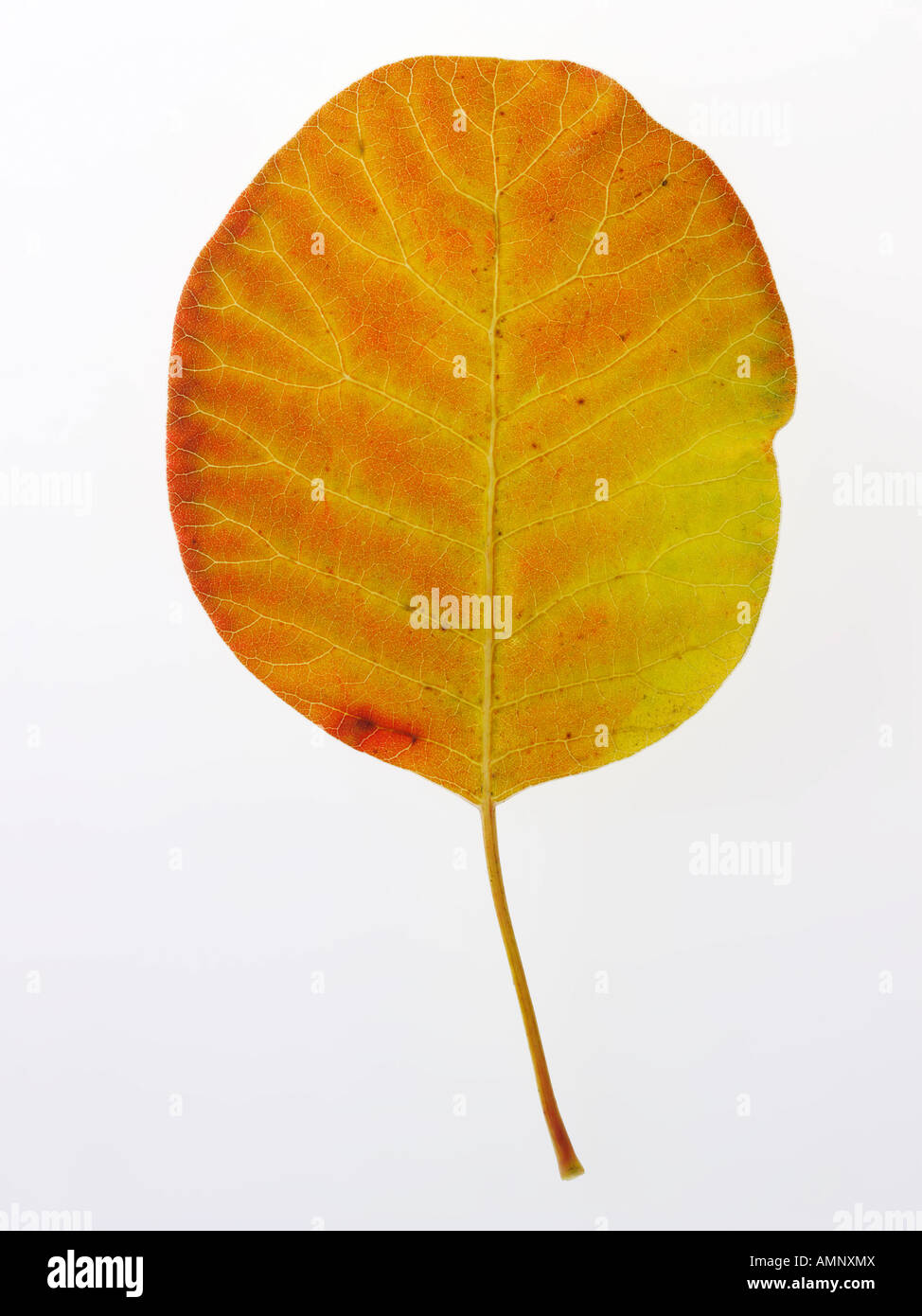 Individual Single Autumn Fall Leaf High Resolution Stock Photography ...