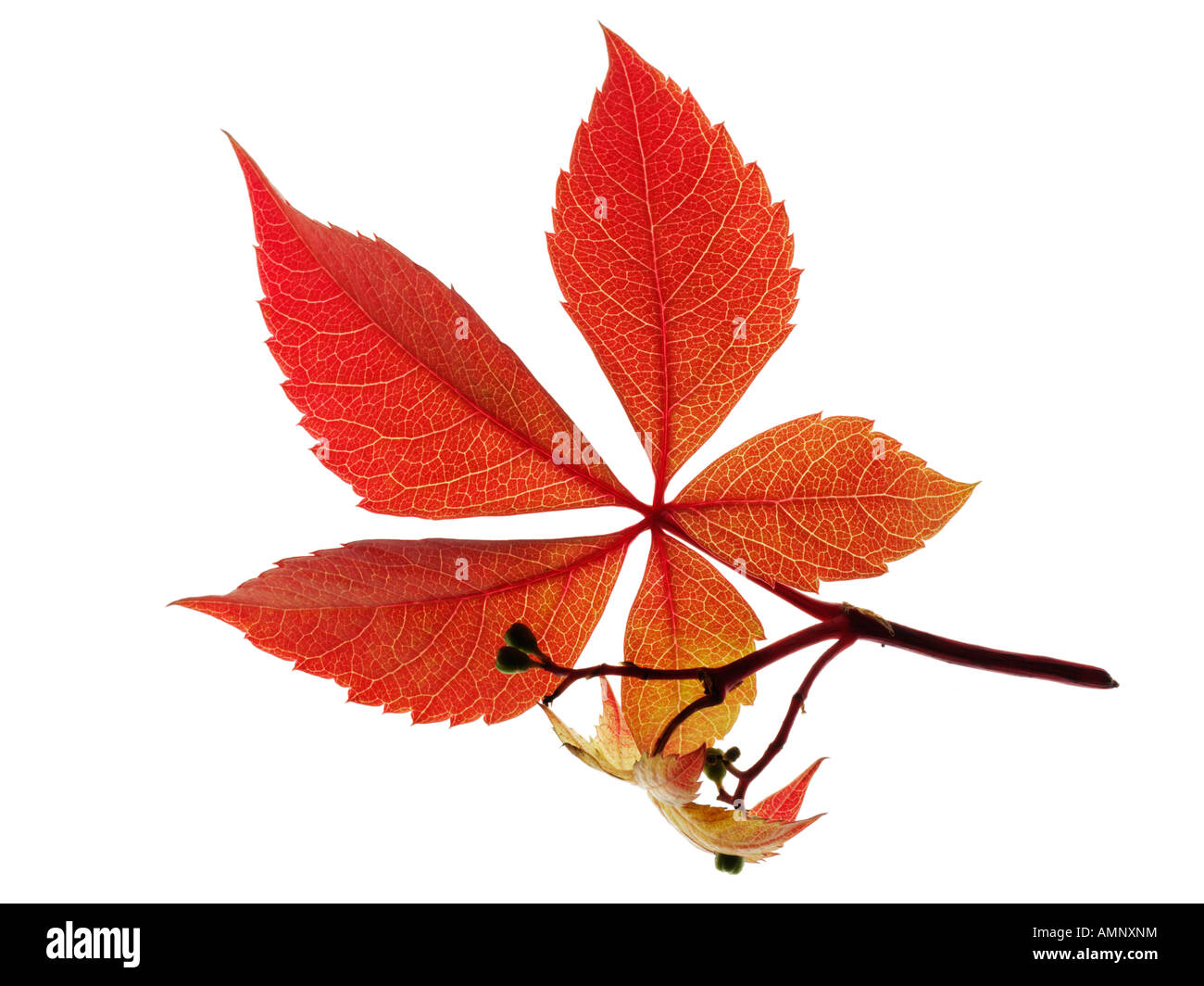 Individual single autumn fall leaf Cut Out Stock Images & Pictures - Alamy