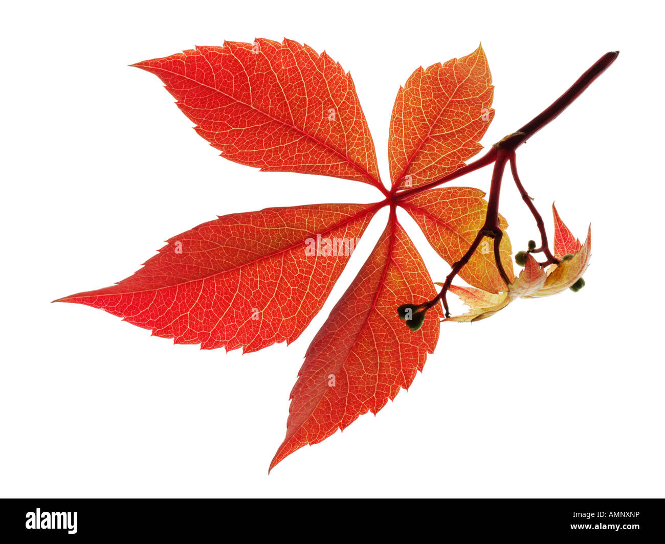 Individual single autumn fall leaf Cut Out Stock Images & Pictures - Alamy