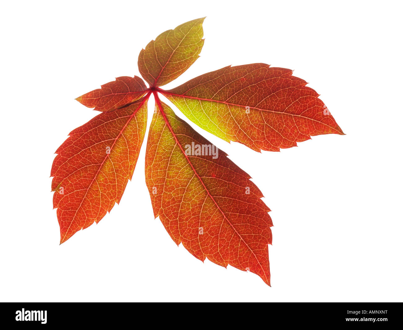 Individual single autumn Fall Leaf against white background. graphic ...