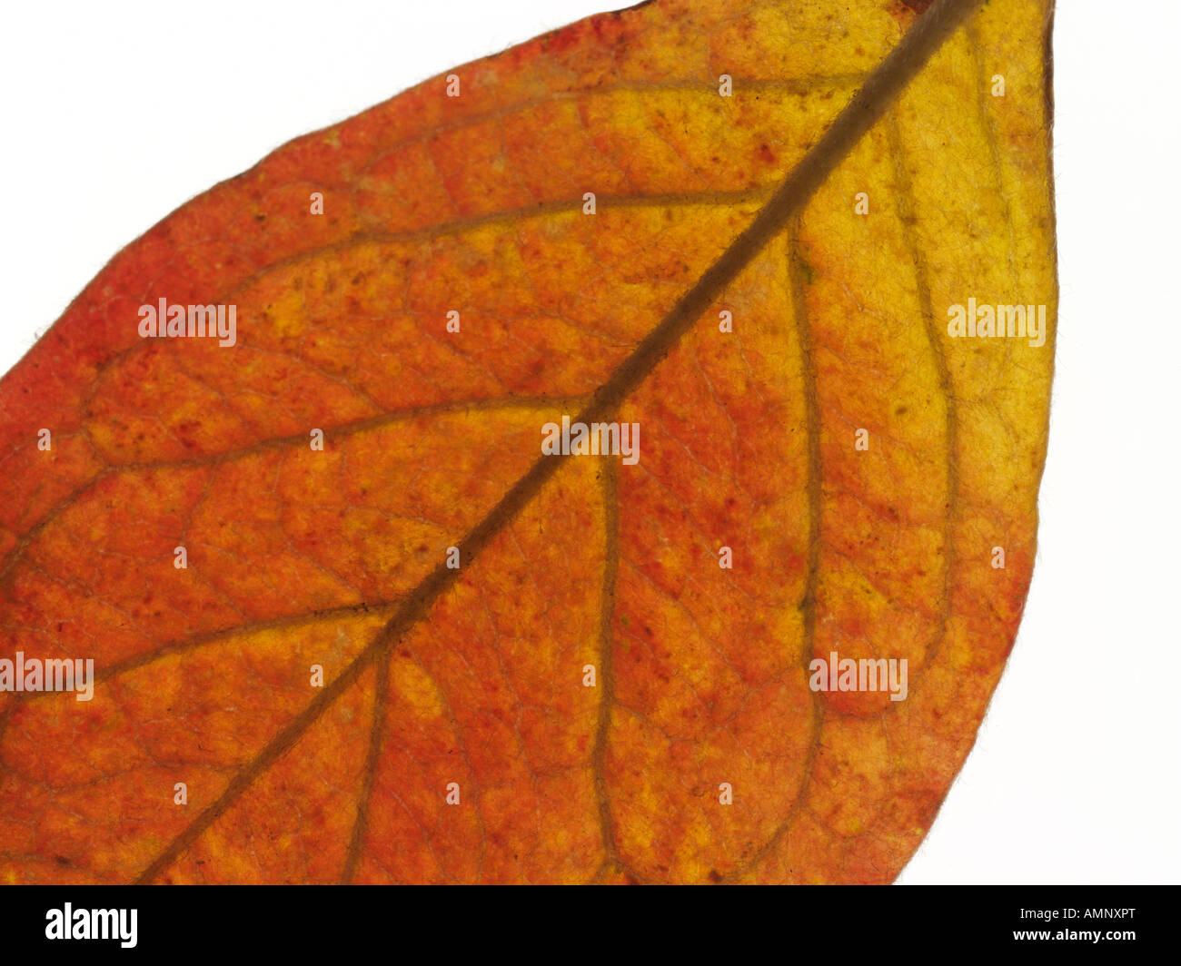 Individual single autumn Fall Leaf against white background. graphic ...