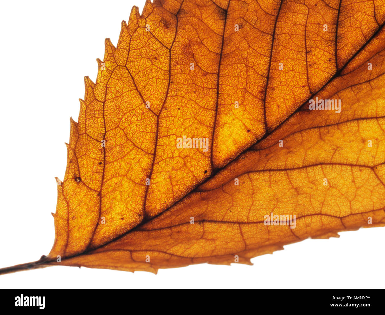 Image with white background hi-res stock photography and images - Alamy