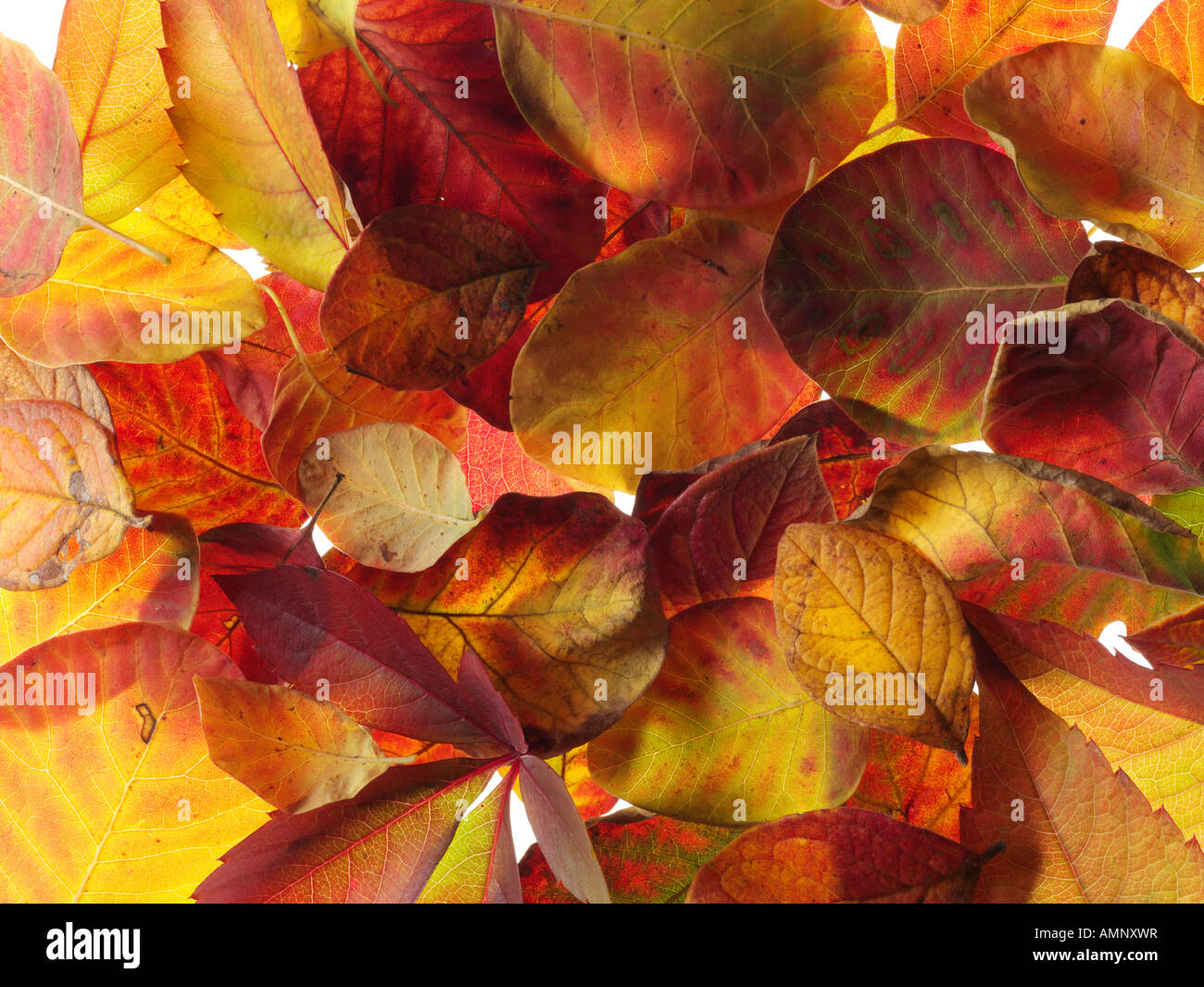 Leaf. Autumn, fall leaves. Natural colors and textures Stock Photo - Alamy