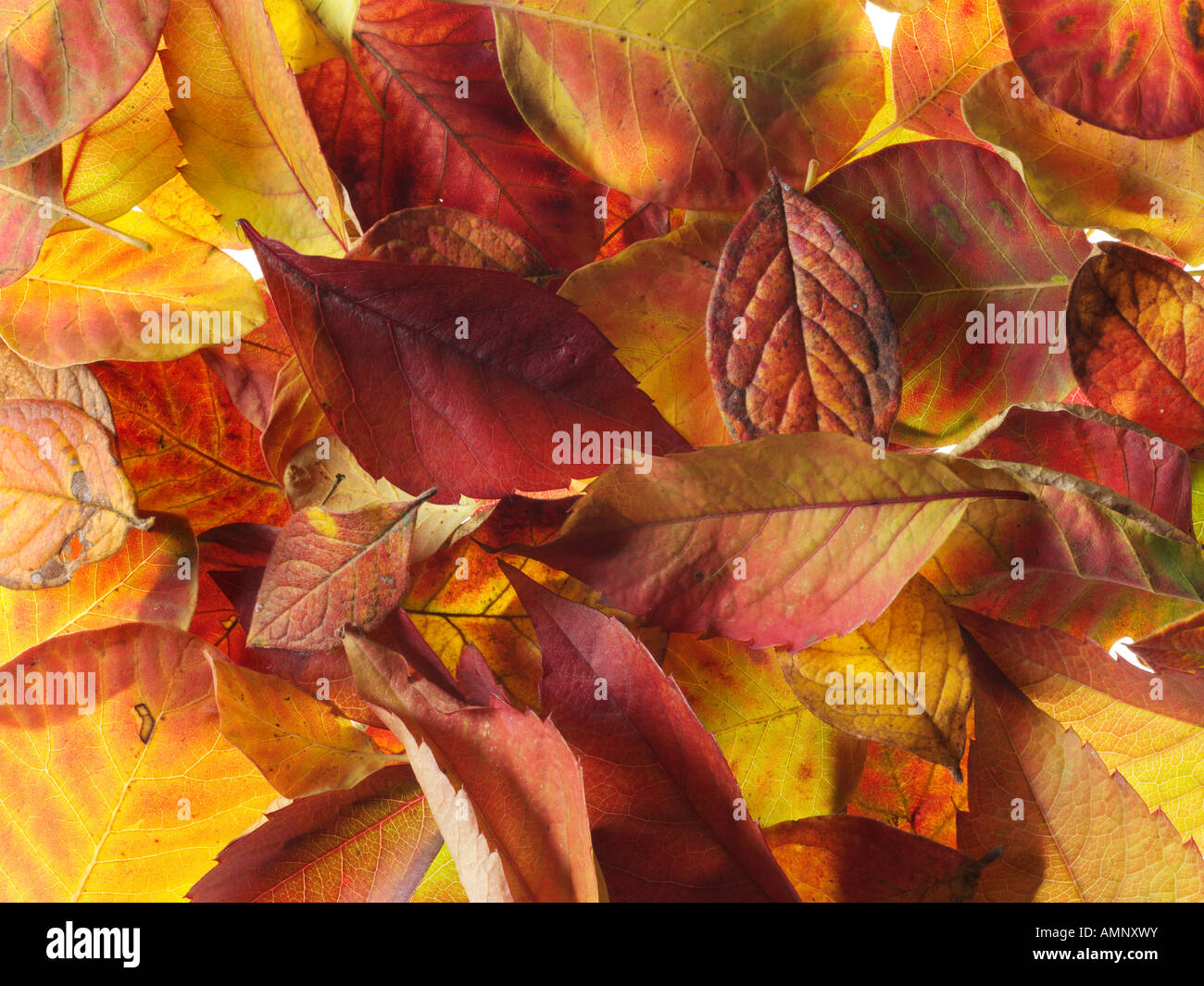 Fall color textures hi-res stock photography and images - Alamy