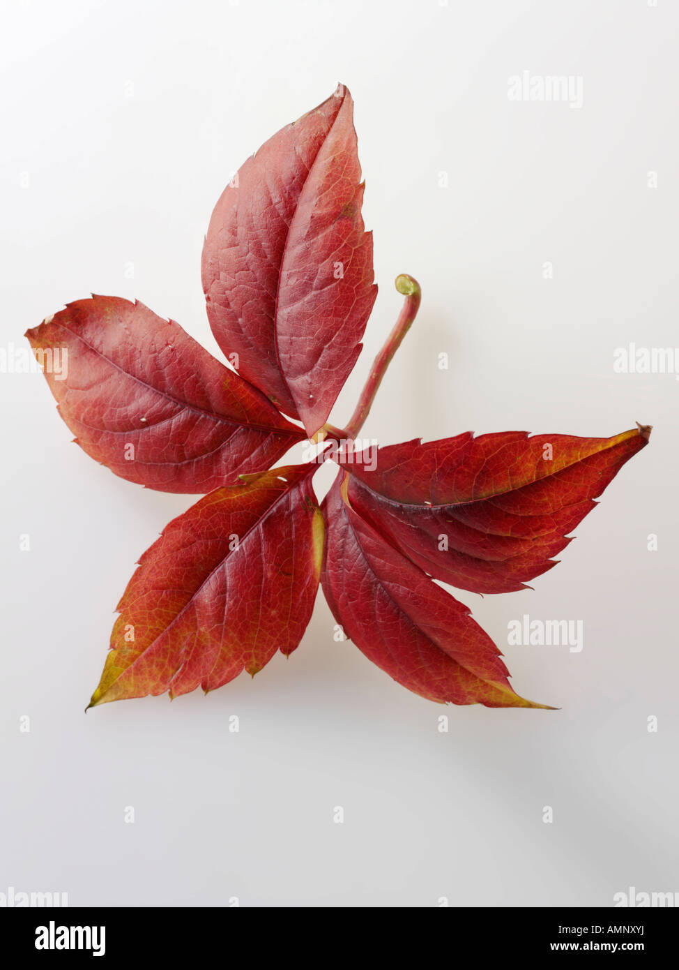 Autumn leaf. Single fall leaf against white. Natural colors and ...